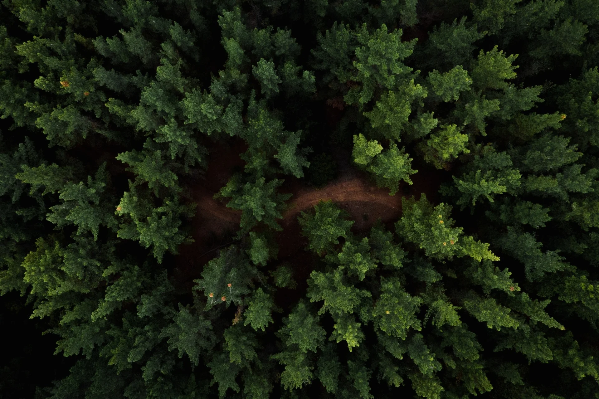 World Rainforest Day 🌳🌳 | Give For Good